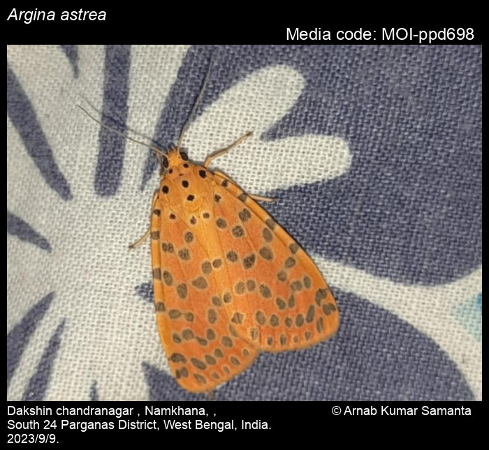 Argina astrea | Moths